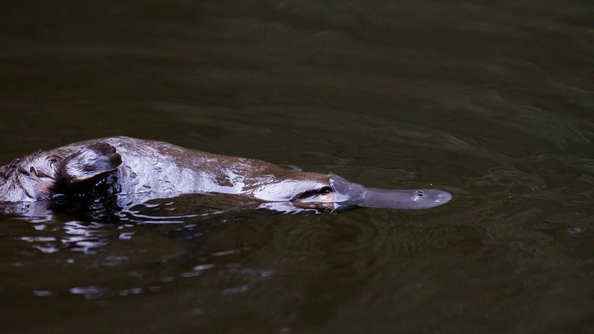 Bringing platypus back to the Torrens | Green Adelaide